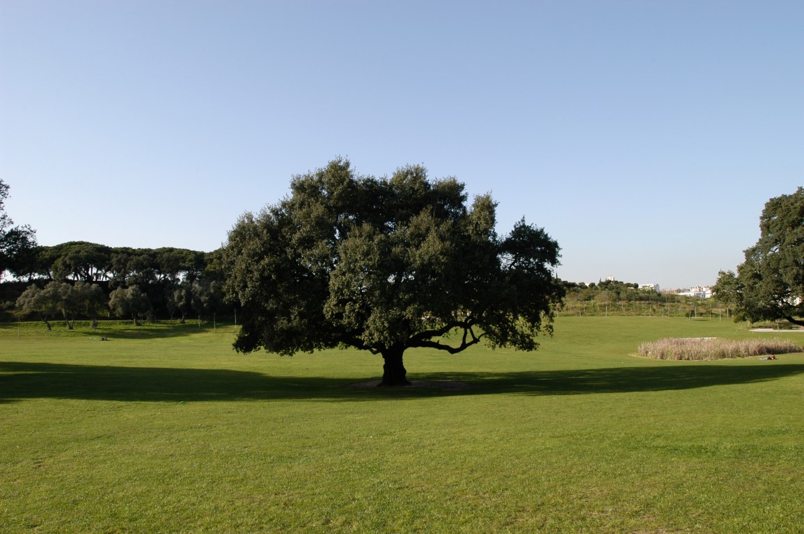 Parque da Paz | CM Almada