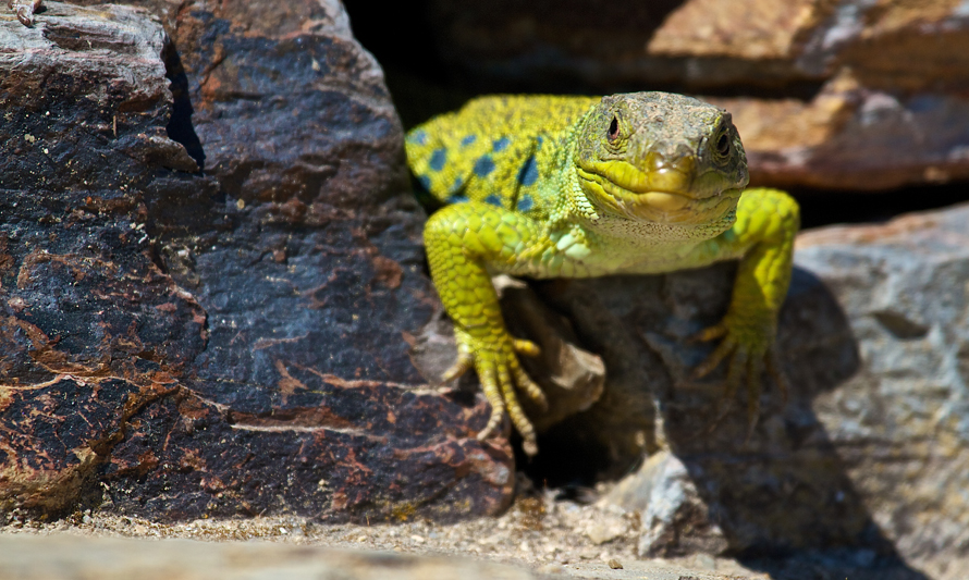 BioBlitz Parque da Paz 2024 | CM Almada
