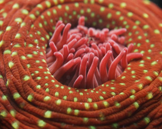 Visita guiada à natureza da Costa da Caparica | CM Almada