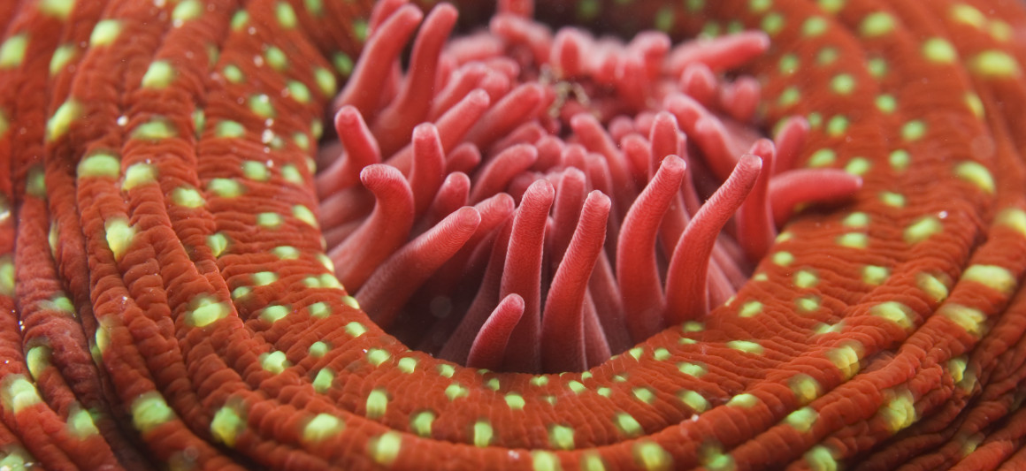 Quizzes de Verão 2022 | CM Almada